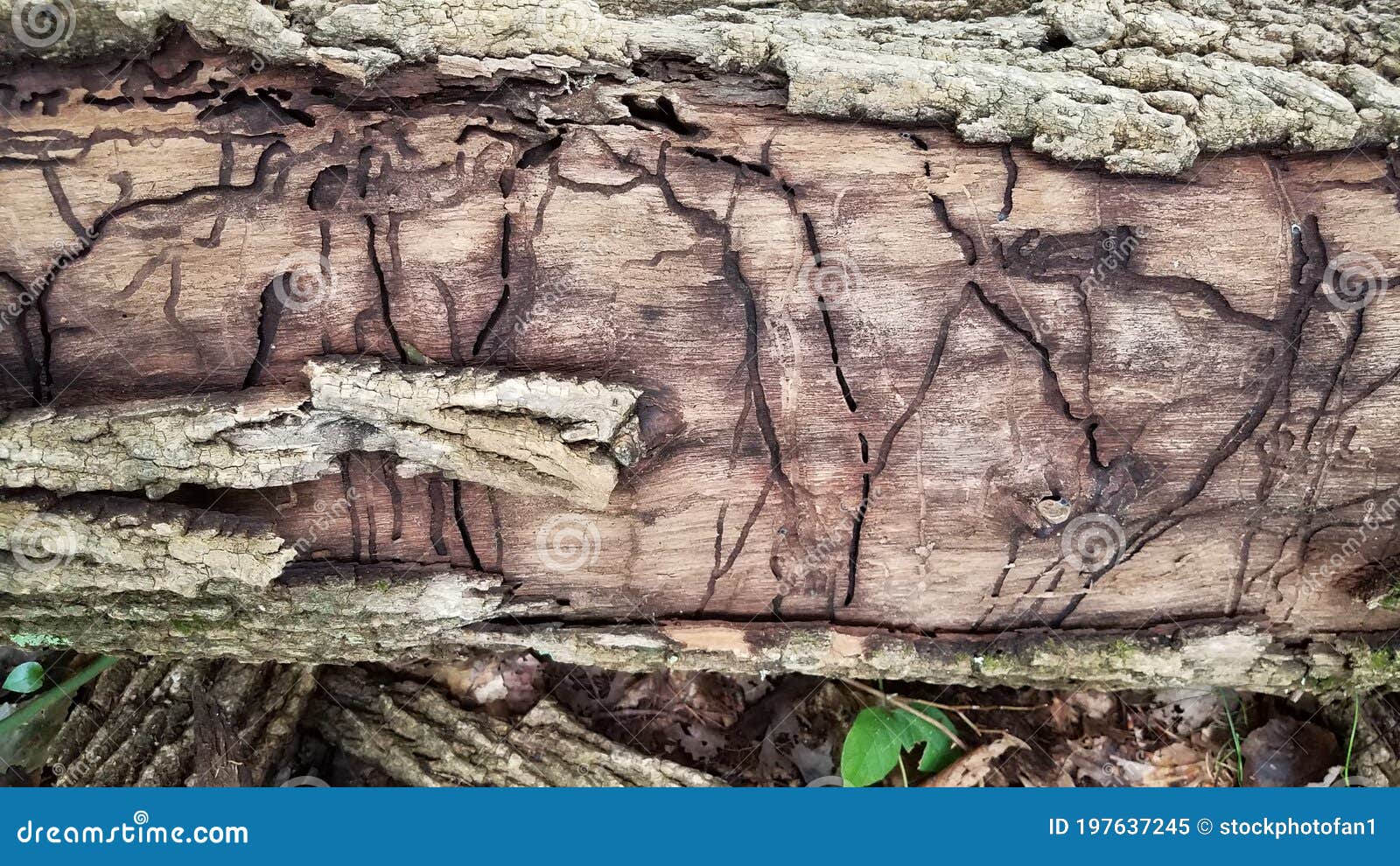 Decaying Wood Log with Termite or Beetle or Worm Damage Stock Image ...