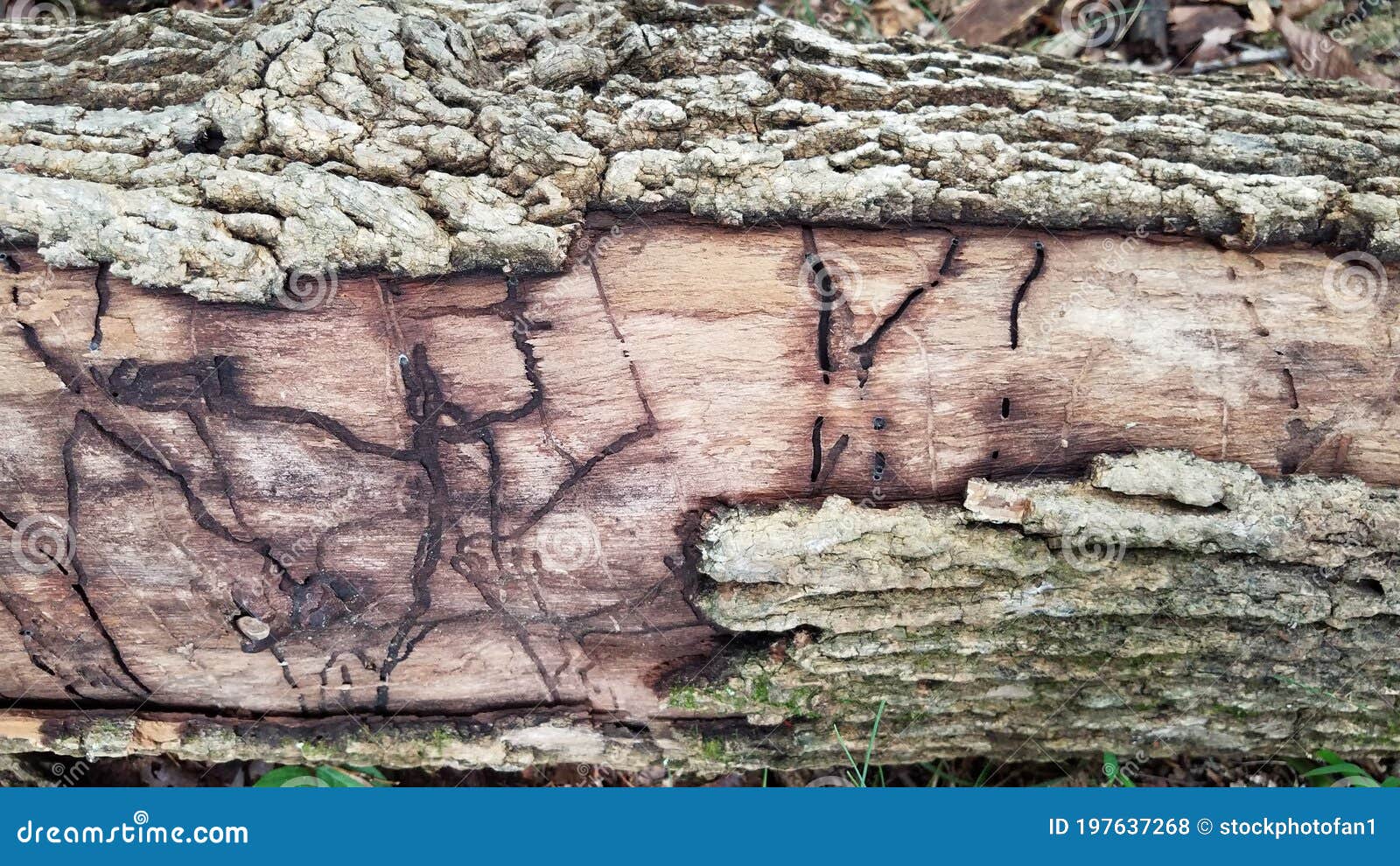 Decaying Wood Log with Termite or Beetle or Worm Damage Stock Photo ...