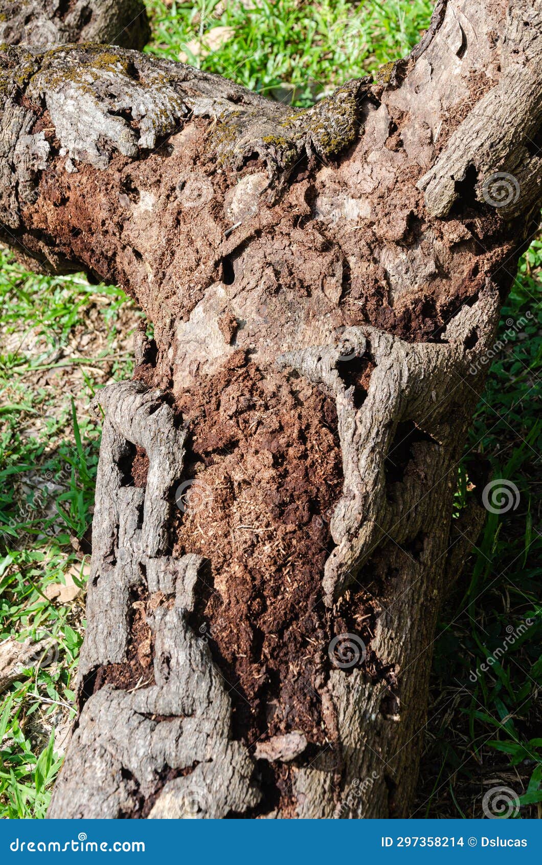 Decaying Wooden Log of a Tree Trunk Stock Photo - Image of texture ...
