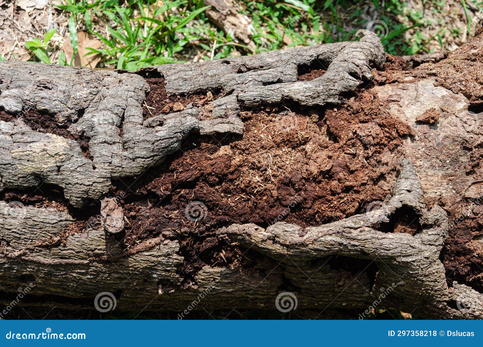 Decaying Wooden Log of a Tree Trunk Stock Photo - Image of green ...