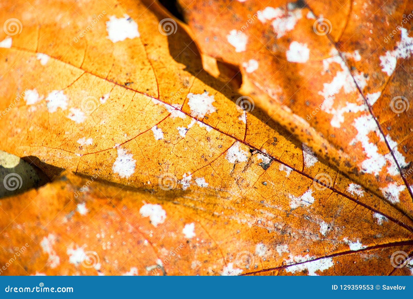 Decaying Yellow Maple Leaf is Macro Stock Image - Image of season ...