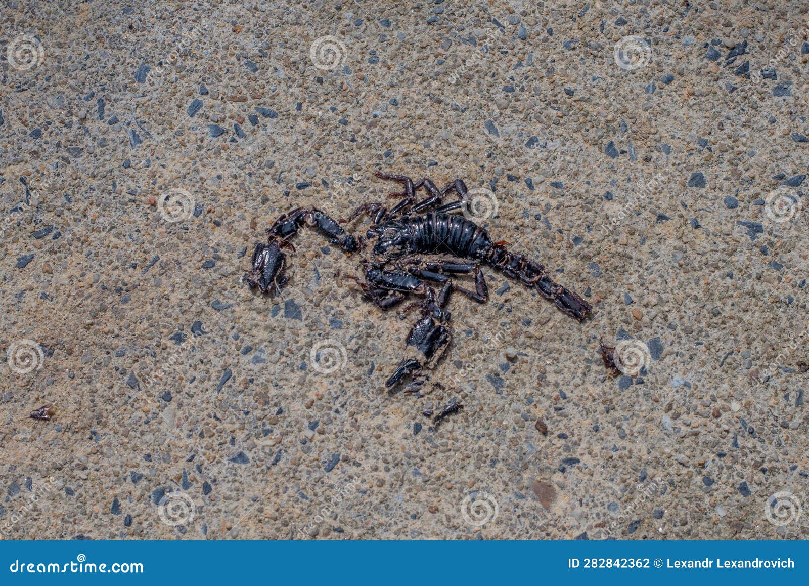Deceased Scorpion Smashed on the Road Stock Photo - Image of insect ...