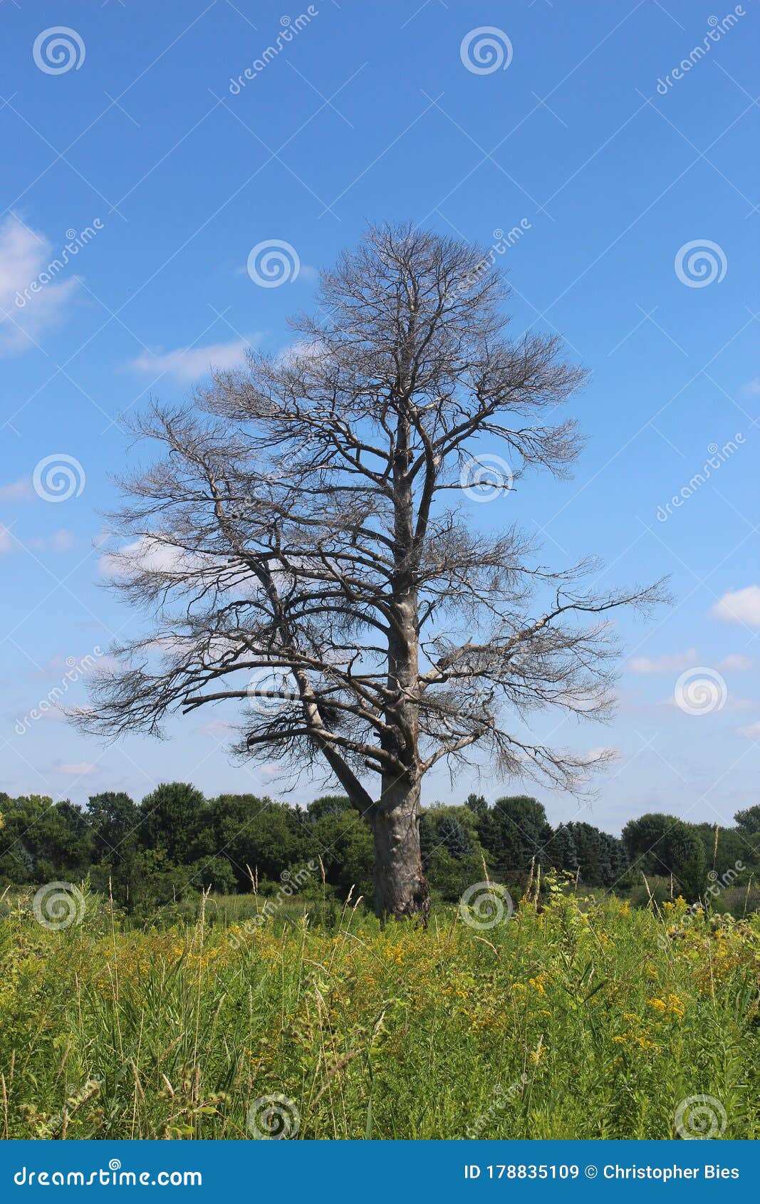 Beautifully Shaped Dead Tree in a Meadow of Wild Flowers Stock Image ...