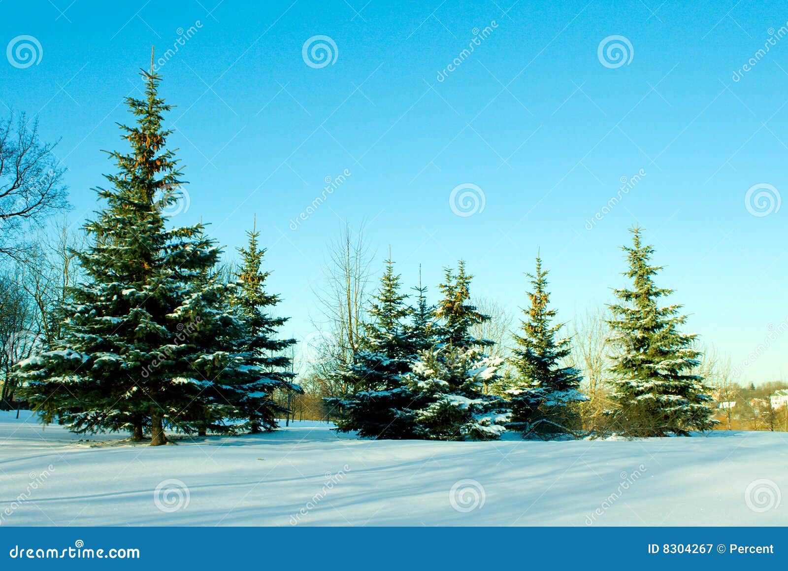 December Fir Trees with Snow Stock Image - Image of crystal, cold: 8304267