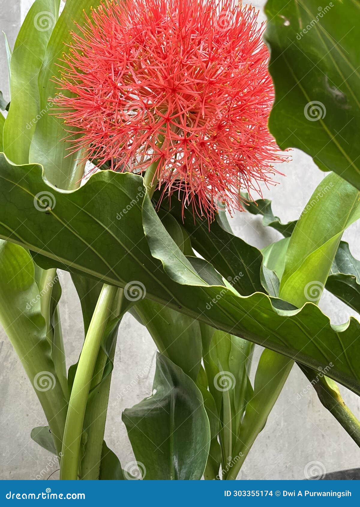 The December Flower in the Garden Stock Photo - Image of nature, unique ...