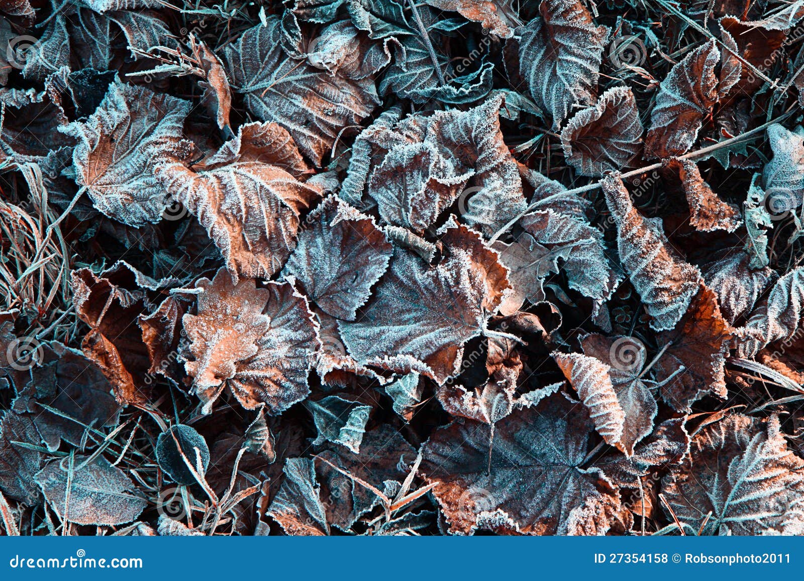 December frozen leaves stock photo. Image of needle, brown - 27354158