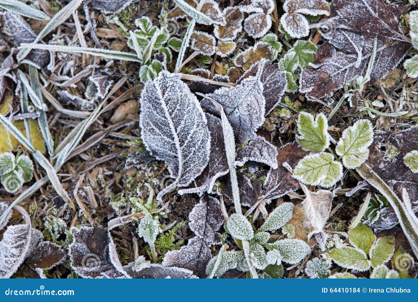 December Frozen Leaves on the Field Ground Stock Photo - Image of tree ...