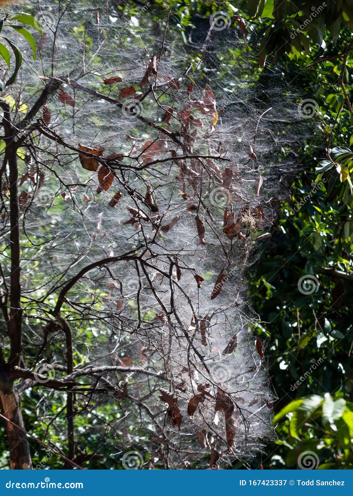 Dramatic Image of a Cob Web Infested Tree Branches in a Small Mountain ...