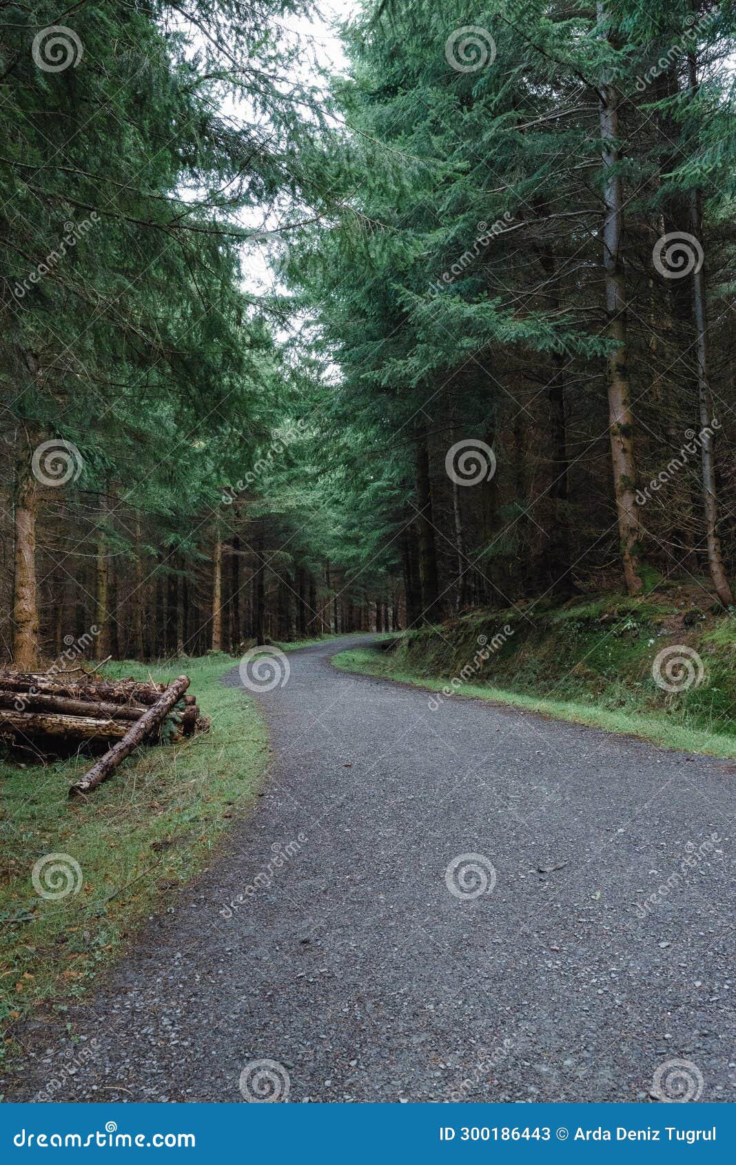 December in Wicklow: Forest Road Stock Image - Image of winter, landscape: 300186443