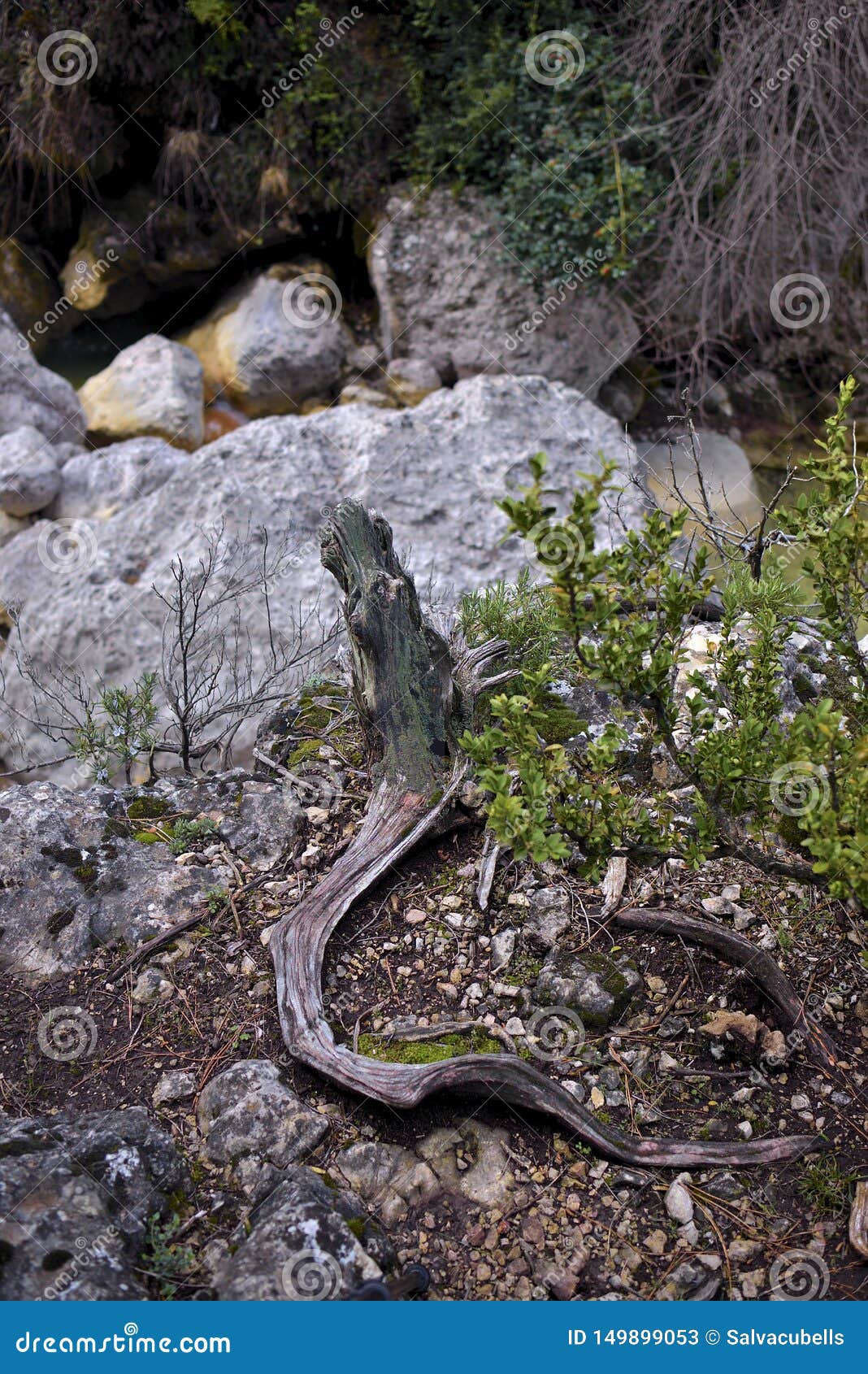 Deceptive Forms of Nature in the Forest Stock Image - Image of branches ...