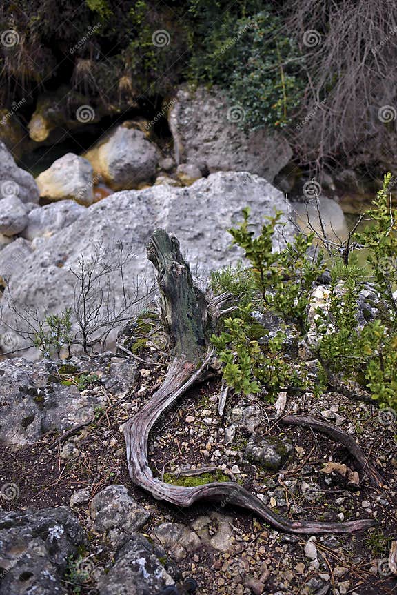 Deceptive Forms of Nature in the Forest Stock Image - Image of branches ...