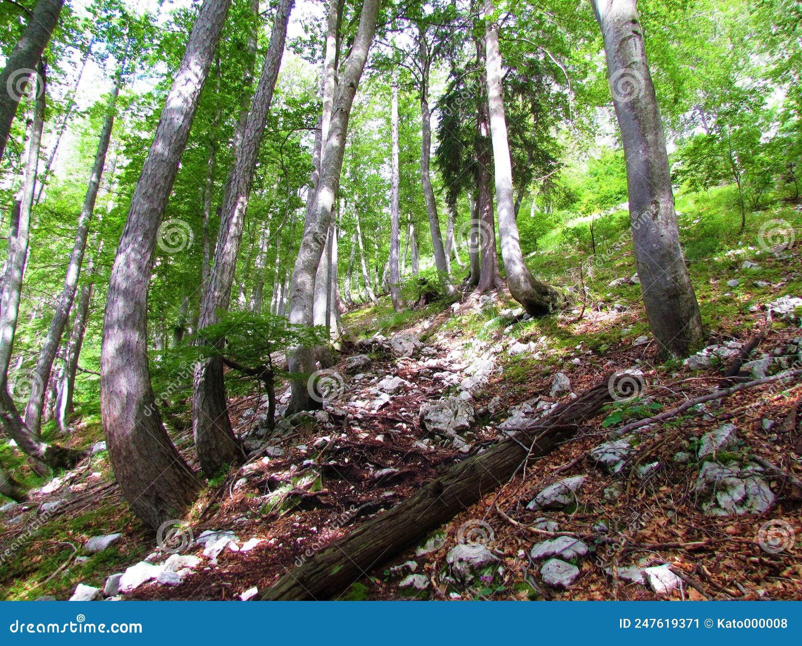 Deciduous, Broadleaf Beech Forest Stock Image - Image of green, beech ...