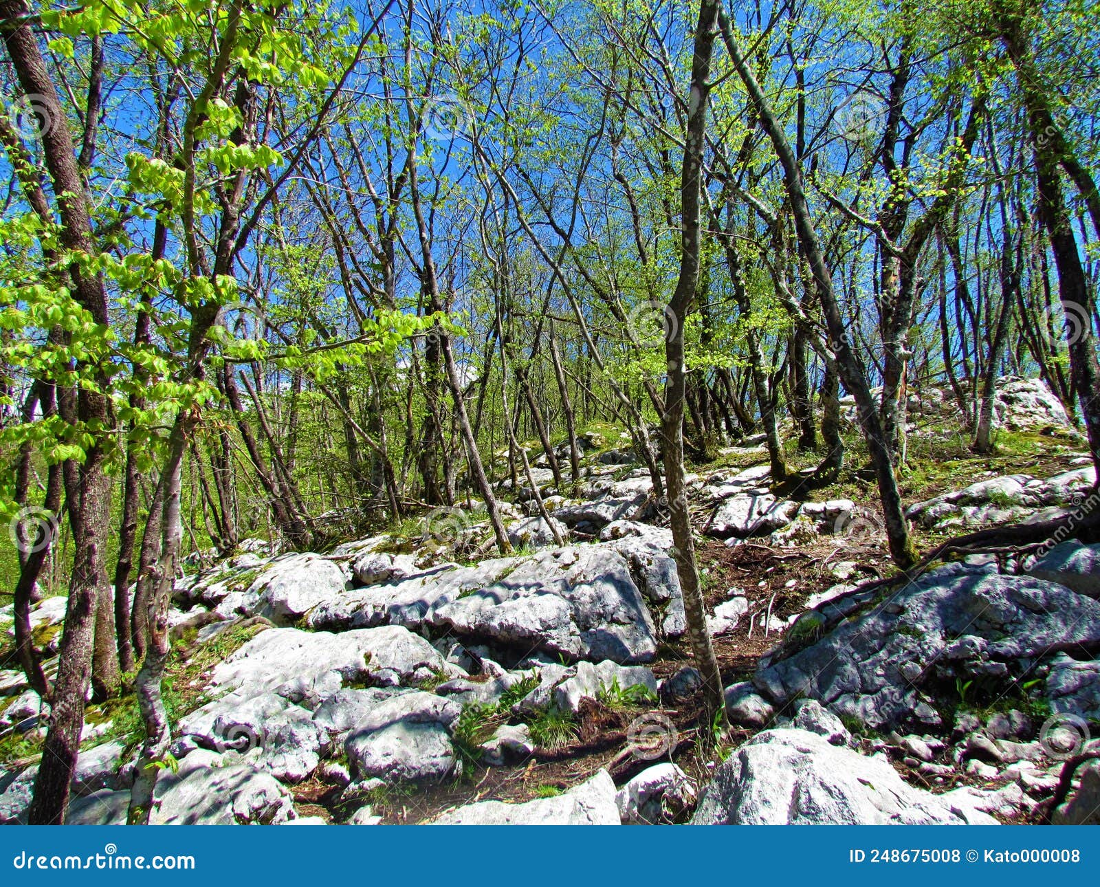 Deciduous, Broadleaf Forest with the Ground Covered in Large Rocks ...