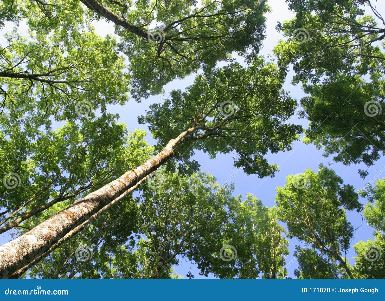 Deciduous Canopy stock photo. Image of shaded, natural - 171878