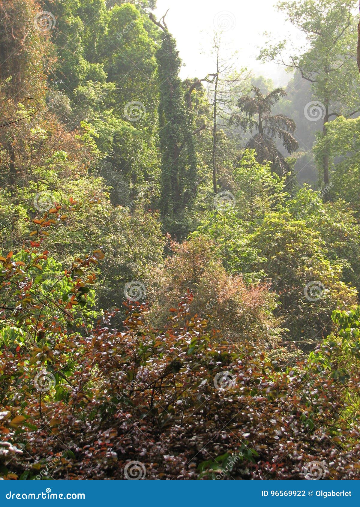 Deciduous and Coniferous Subtropical Forest. Stock Photo - Image of ...