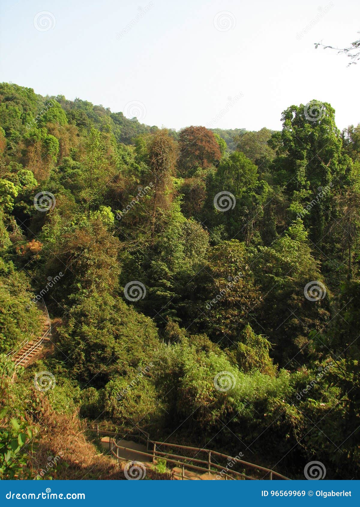 Deciduous and Coniferous Subtropical Forest. Stock Image - Image of ...