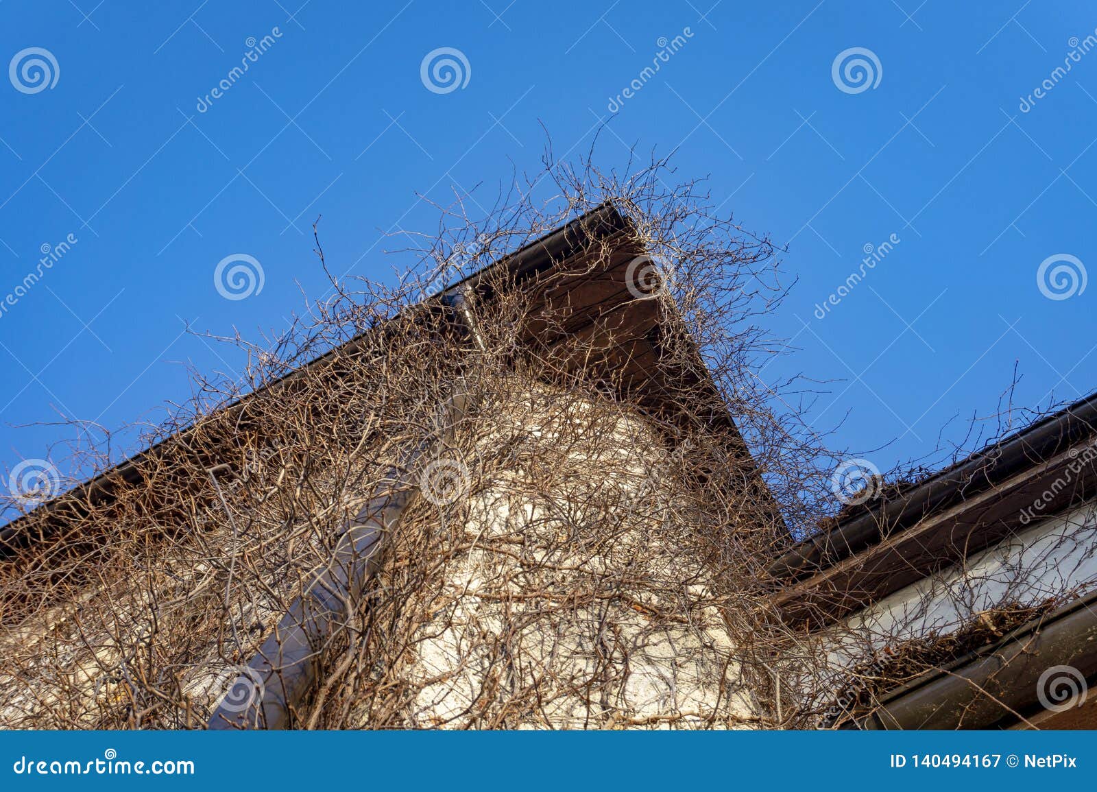 Deciduous Creeper with Bare Vines on a House Stock Image - Image of ...