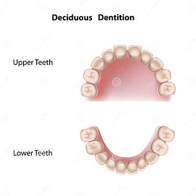 Deciduous dentition stock vector. Illustration of crown - 24176756