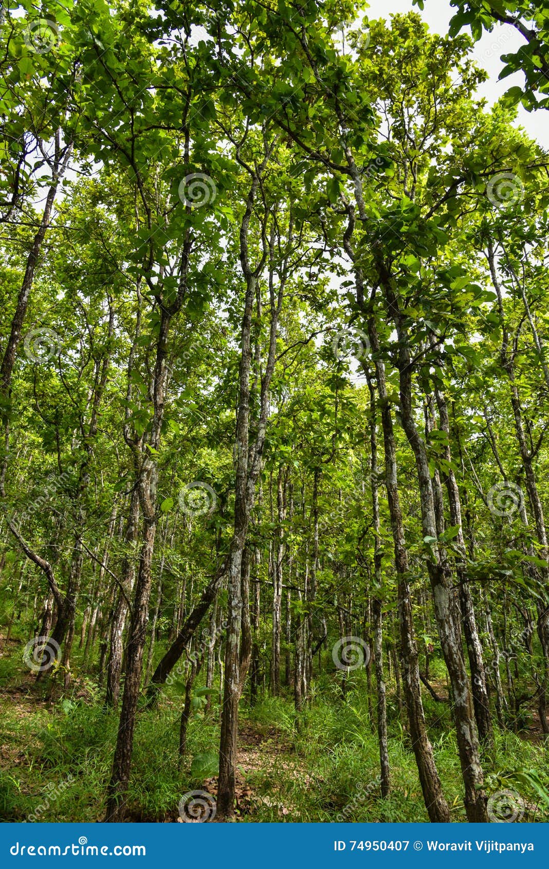 Deciduous Dipterocarp Forest Stock Image - Image of leafy, lush: 74950407