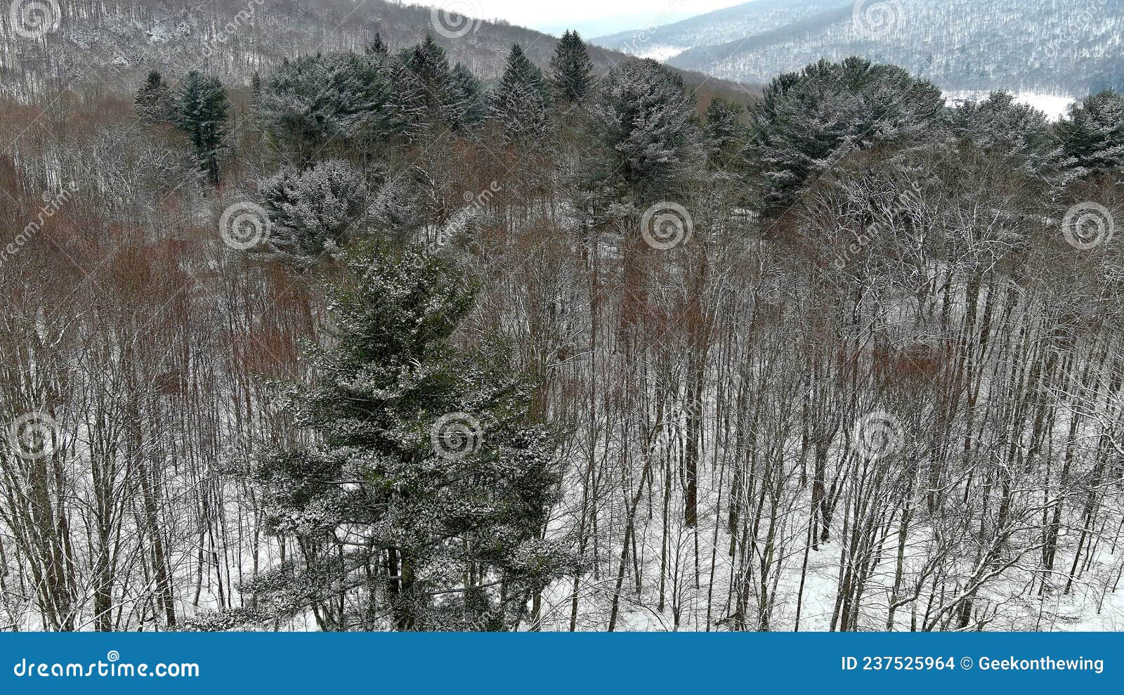 Deciduous and Evergreen Trees in a Forest in Winter 2 Stock Photo ...