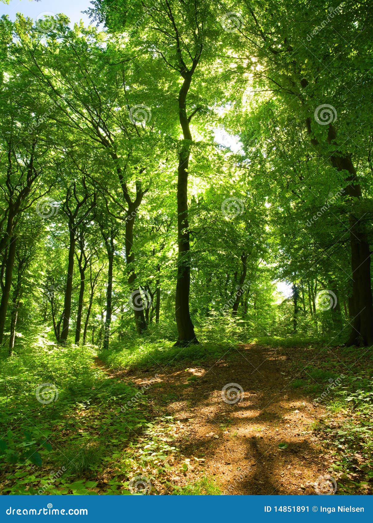 Deciduous Forest In The Mountains Royalty-Free Stock Photo ...