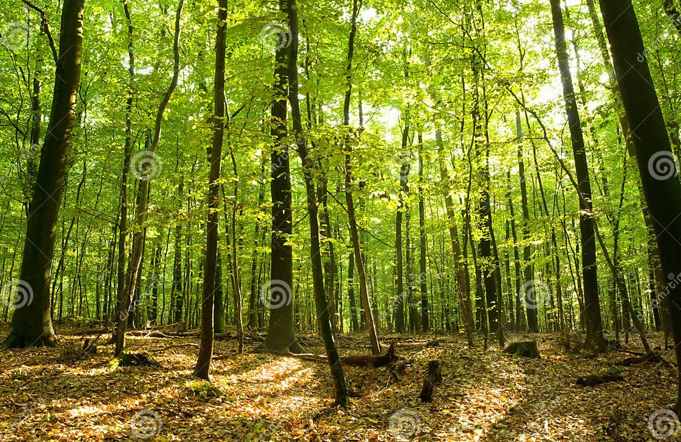 Deciduous forest stock image. Image of summer, woodland - 16231297