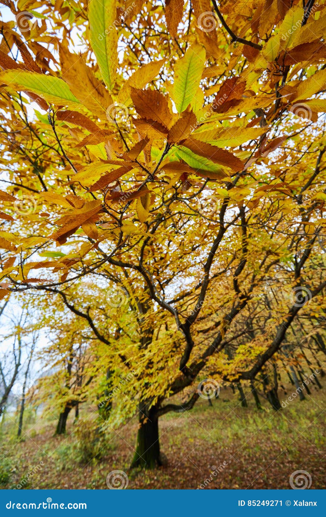 Deciduous Forest in the Autumn Stock Image - Image of orange, fresh ...
