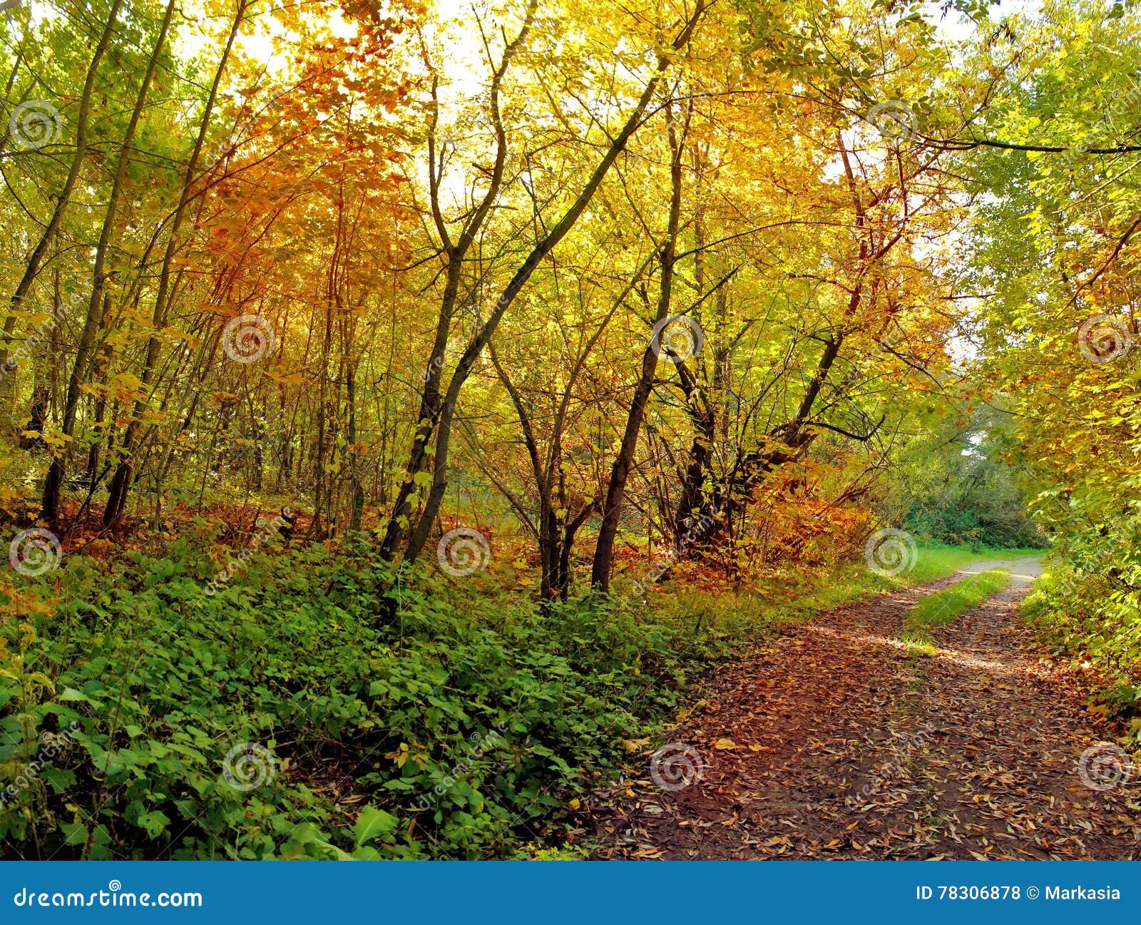 Deciduous Forest in Autumn. Stock Photo - Image of season, leaves: 78306878
