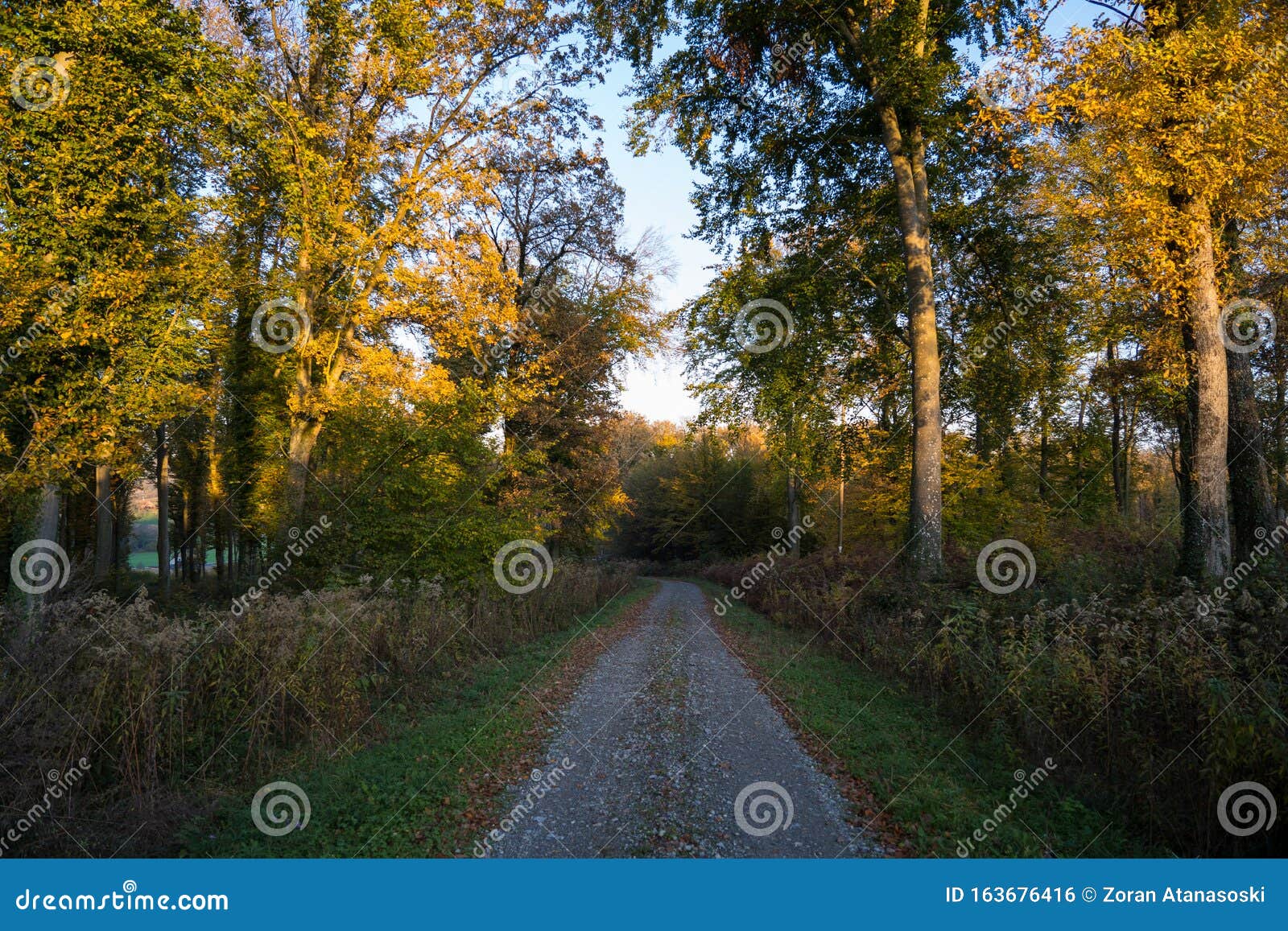 Deciduous Forest in the Autumn Stock Photo - Image of autumn, natural ...