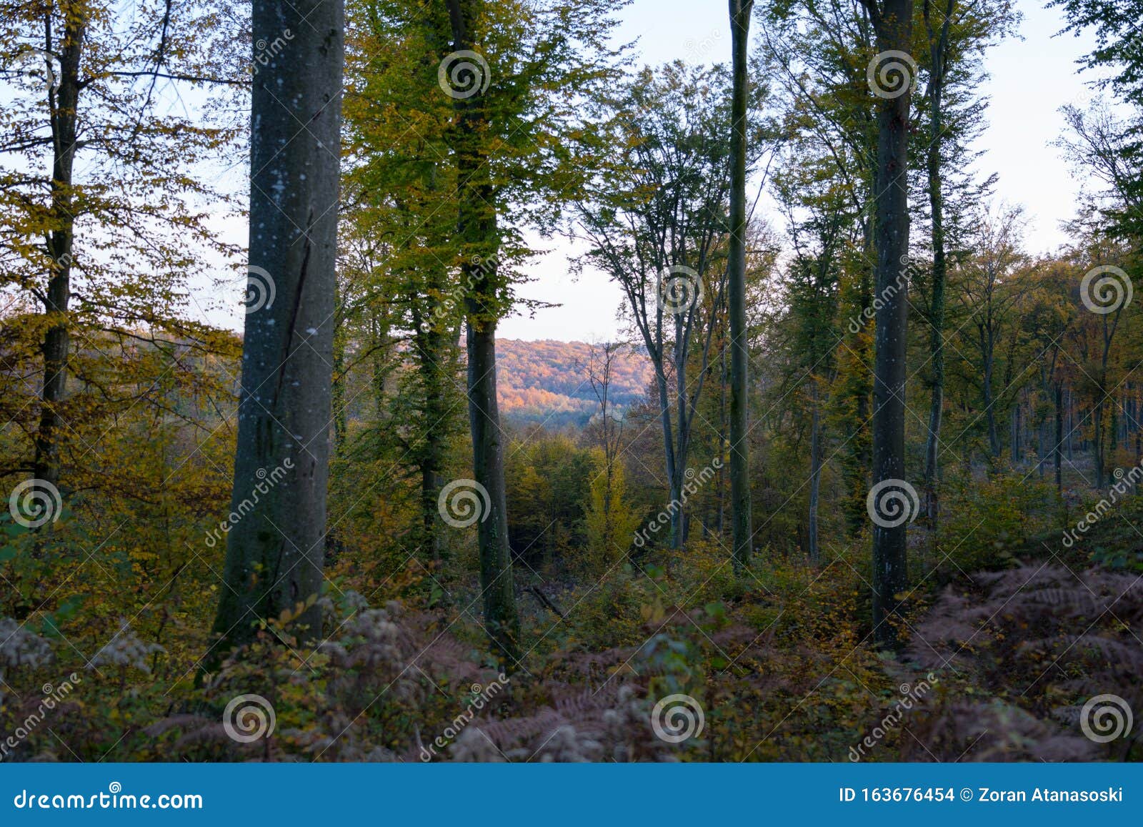 What Are The Landforms Of The Temperate Deciduous Forest