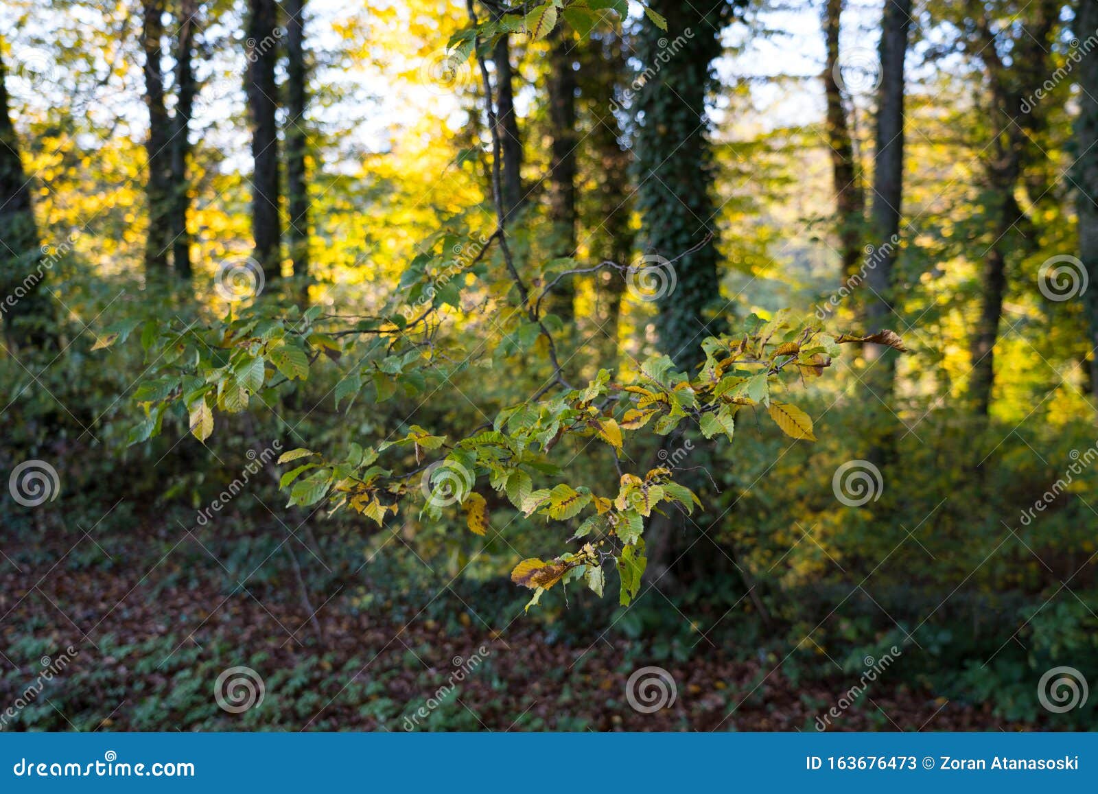 Deciduous Forest in the Autumn Stock Image - Image of scenic, fern ...