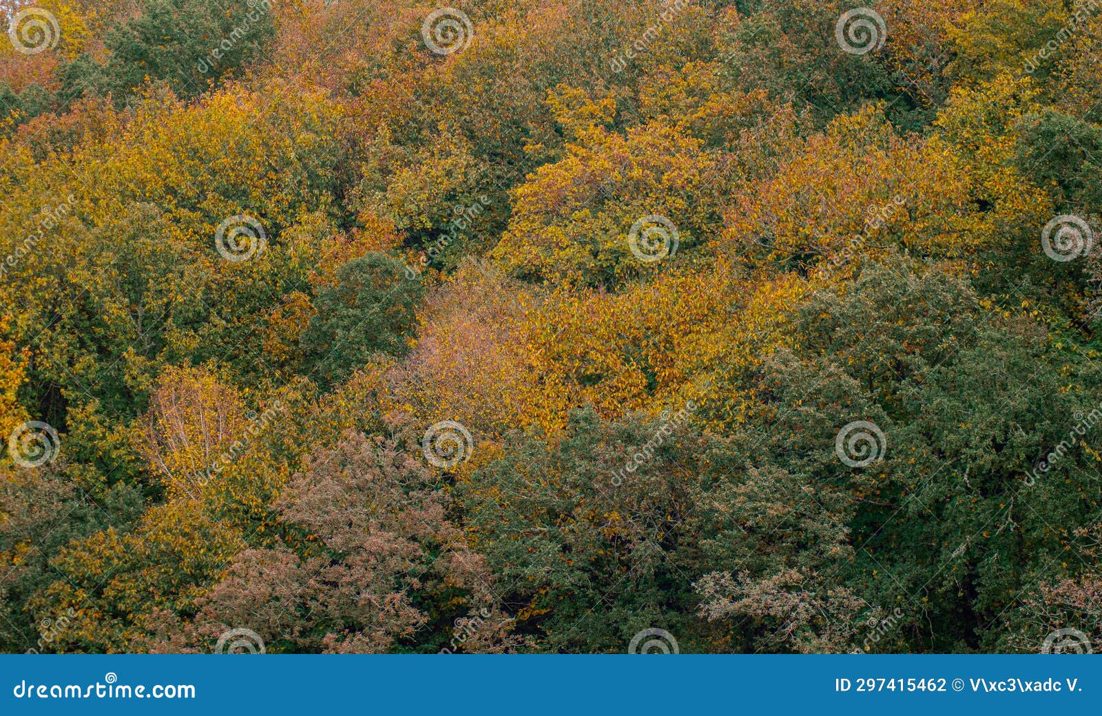 Deciduous Forest in Fall, Textured Autumn Background Stock Photo ...