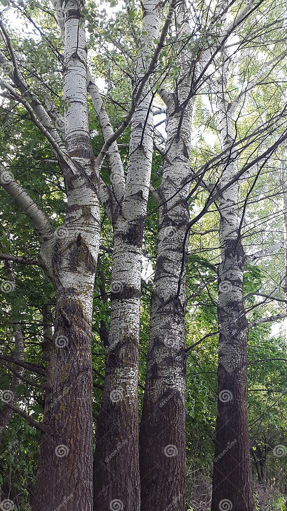 Deciduous Forest. Background with Deciduous Trees Stock Image - Image ...