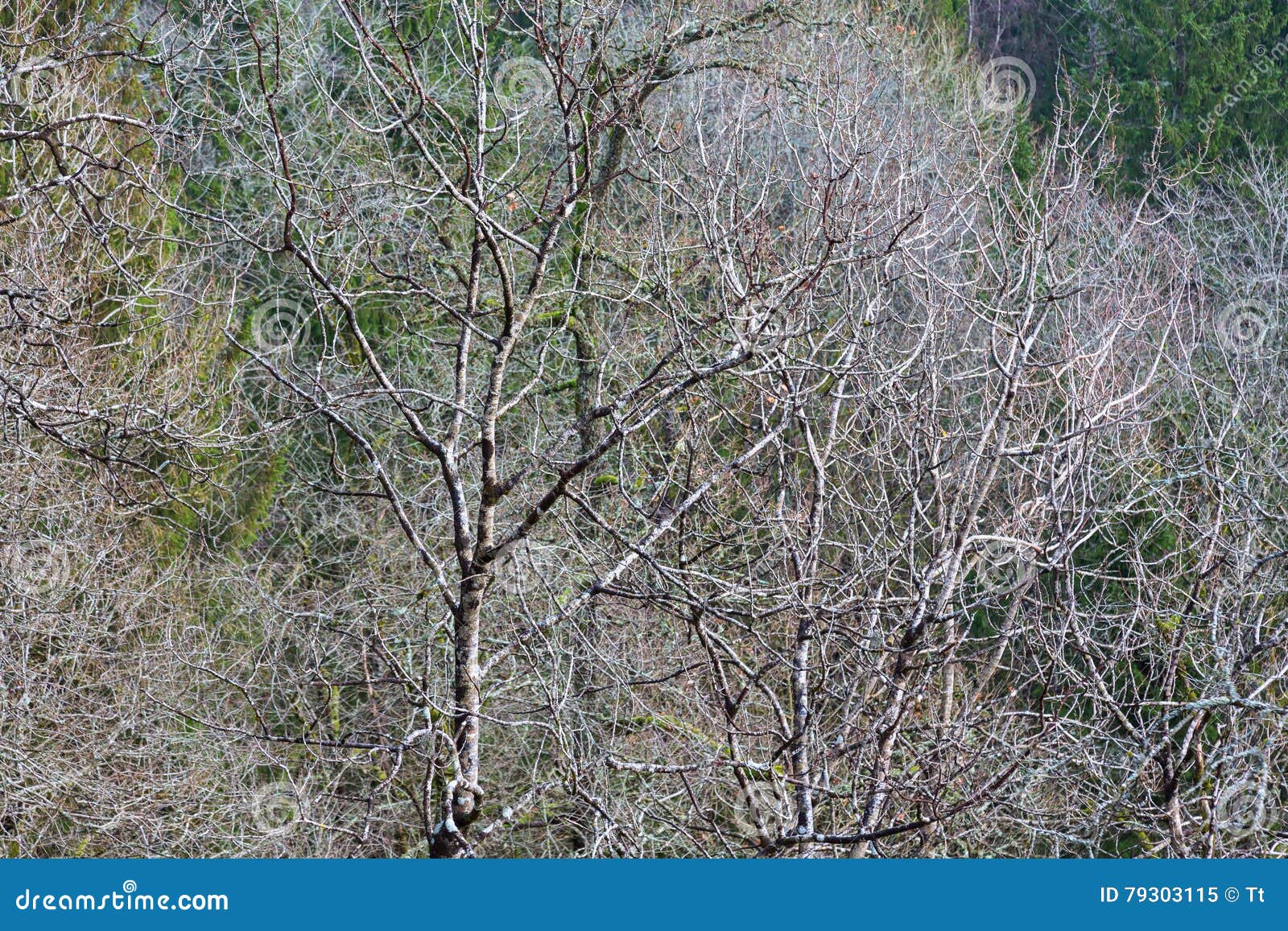 Deciduous Forest with Bare Trees Stock Image - Image of gray, natural ...