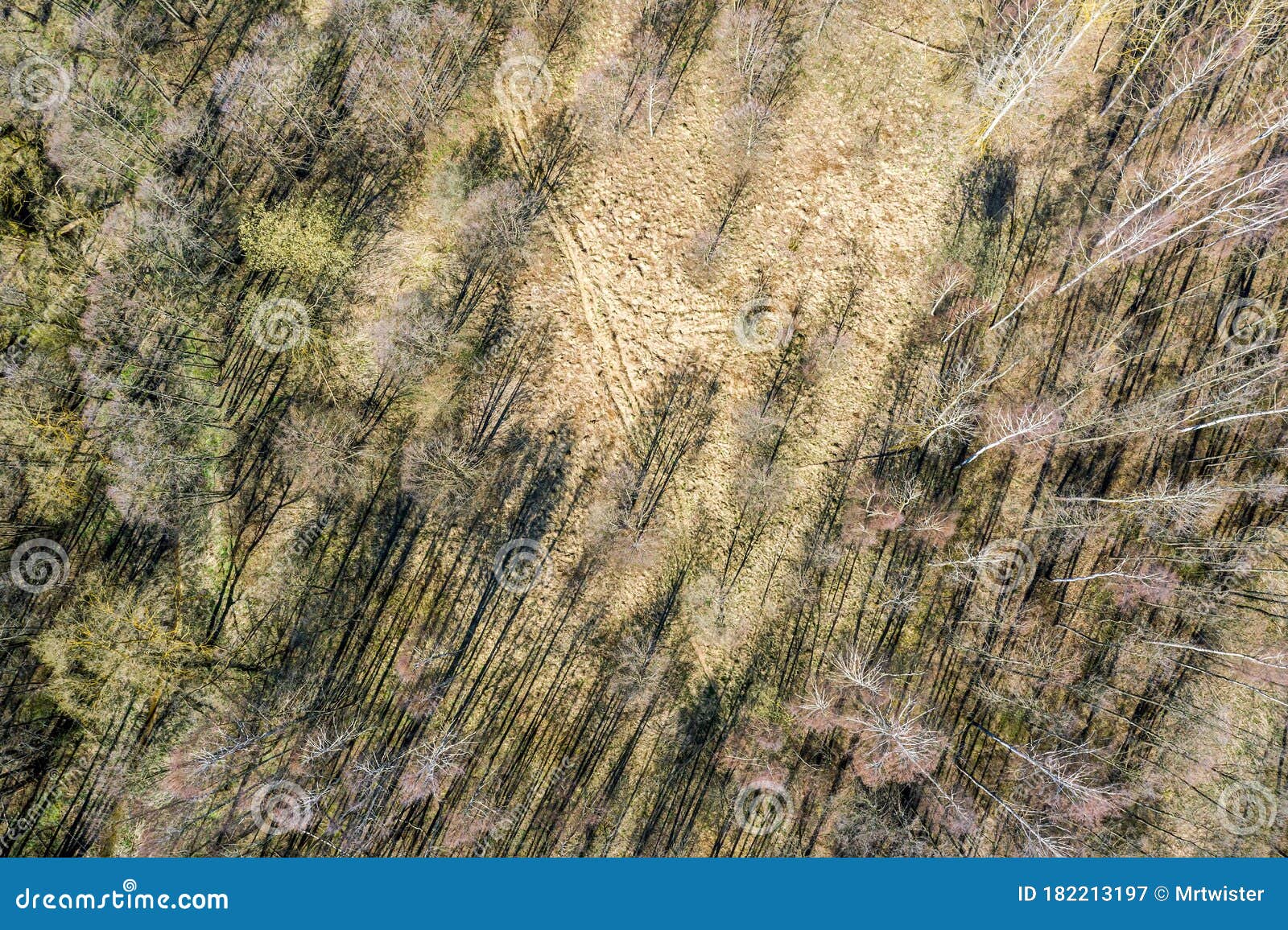 Deciduous Forest at Early Spring. Aerial Top View of Shadow Trees ...