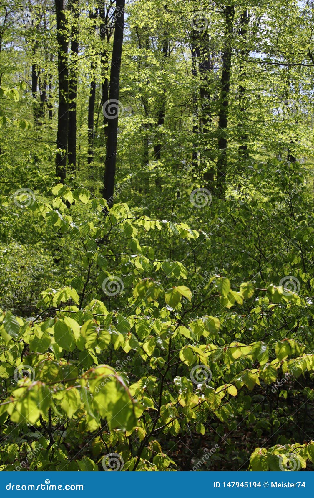 Deciduous Forest in Springtime Stock Photo - Image of stem, trunk ...