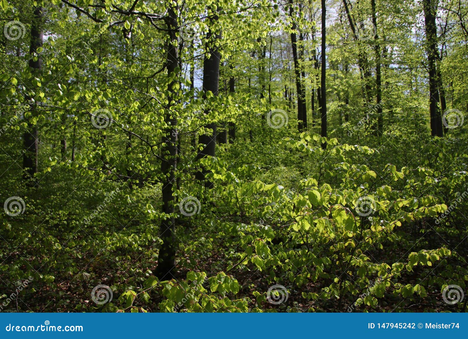 Deciduous Forest in Springtime Stock Photo - Image of forest, trunk ...