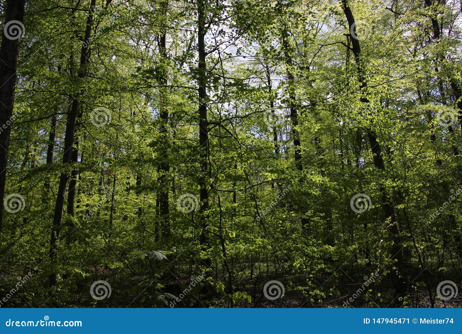 Deciduous Forest in Springtime Stock Image - Image of tree, stem: 147945471