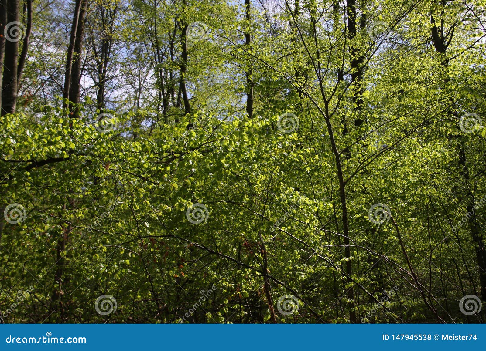 Deciduous Forest in Springtime Stock Photo - Image of twig, nature ...