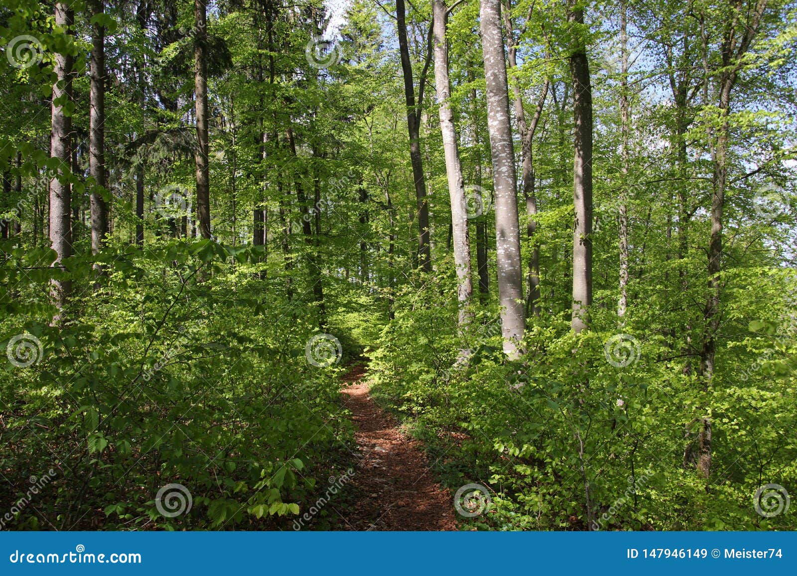 Deciduous Forest in Springtime Stock Image - Image of trunk, sprout ...