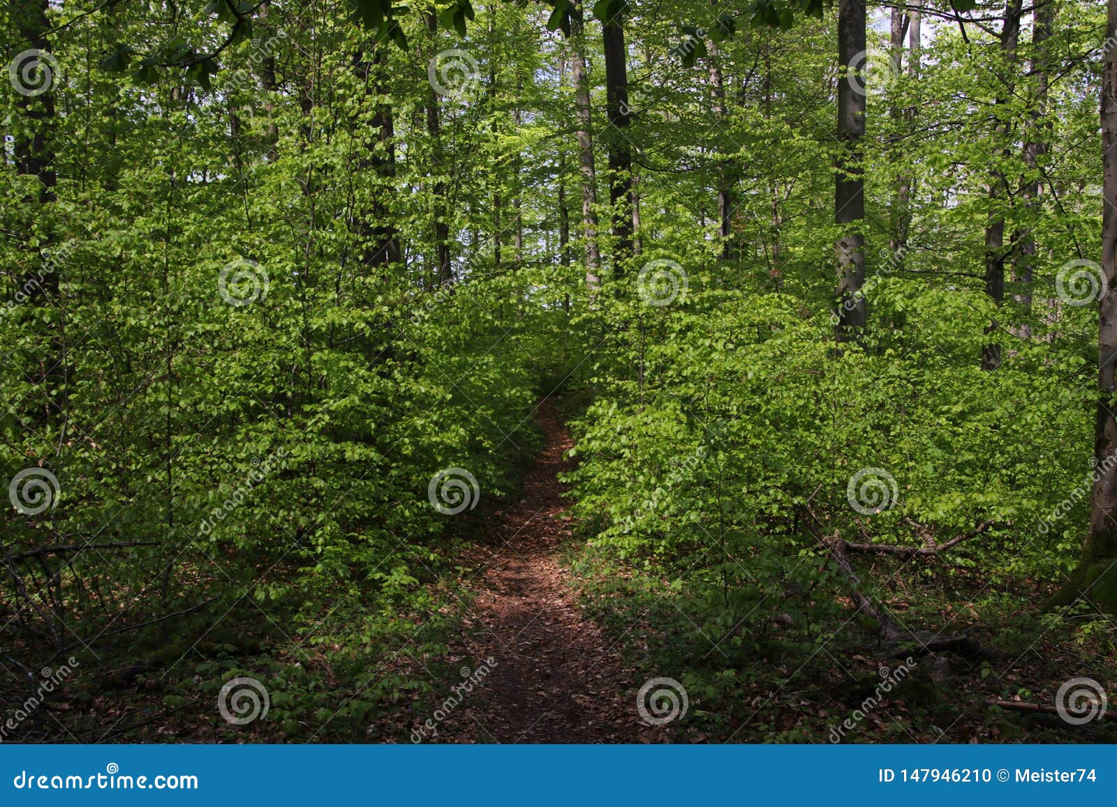 Deciduous Forest in Springtime Stock Photo - Image of cast, path: 147946210
