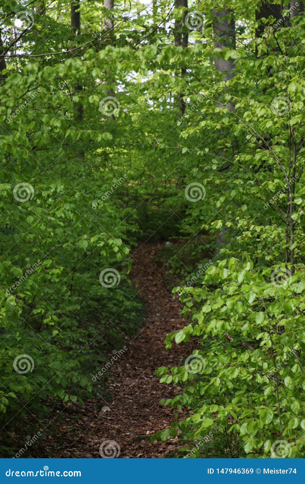 Deciduous Forest in Springtime Stock Image - Image of trail, trees ...