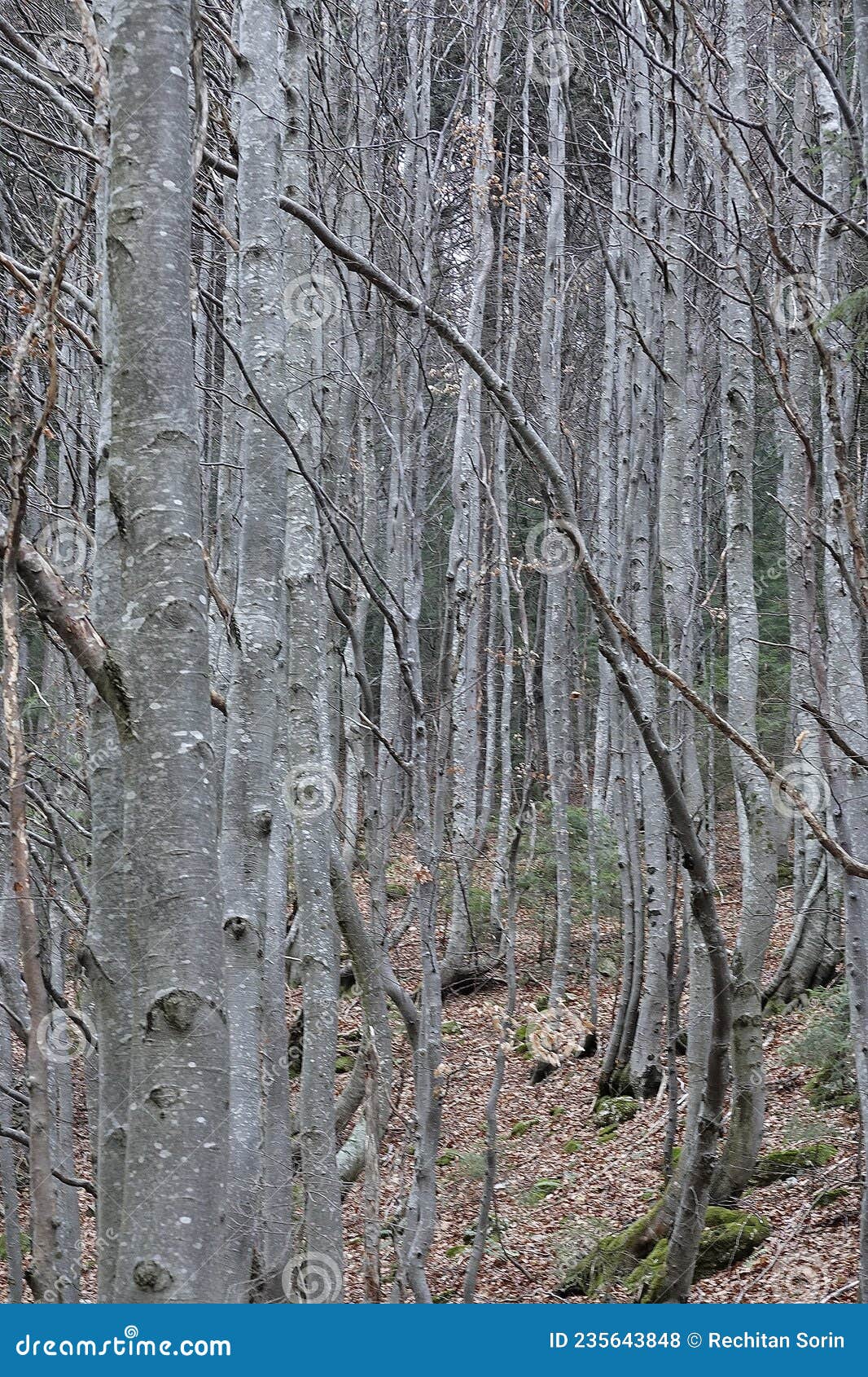 Temperate Deciduous Forest Trees Winter
