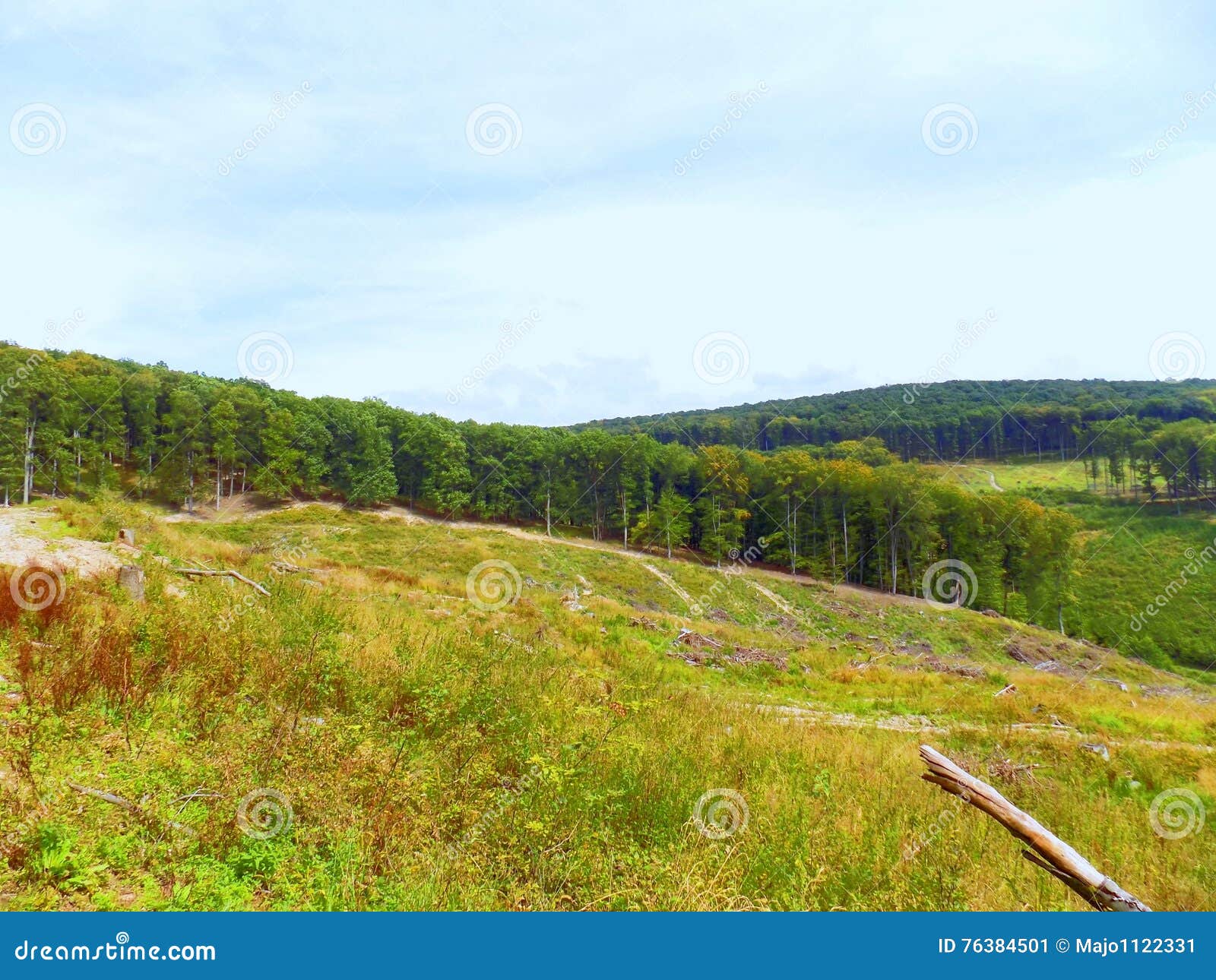 Deciduous forest landscape stock image. Image of twig - 76384501