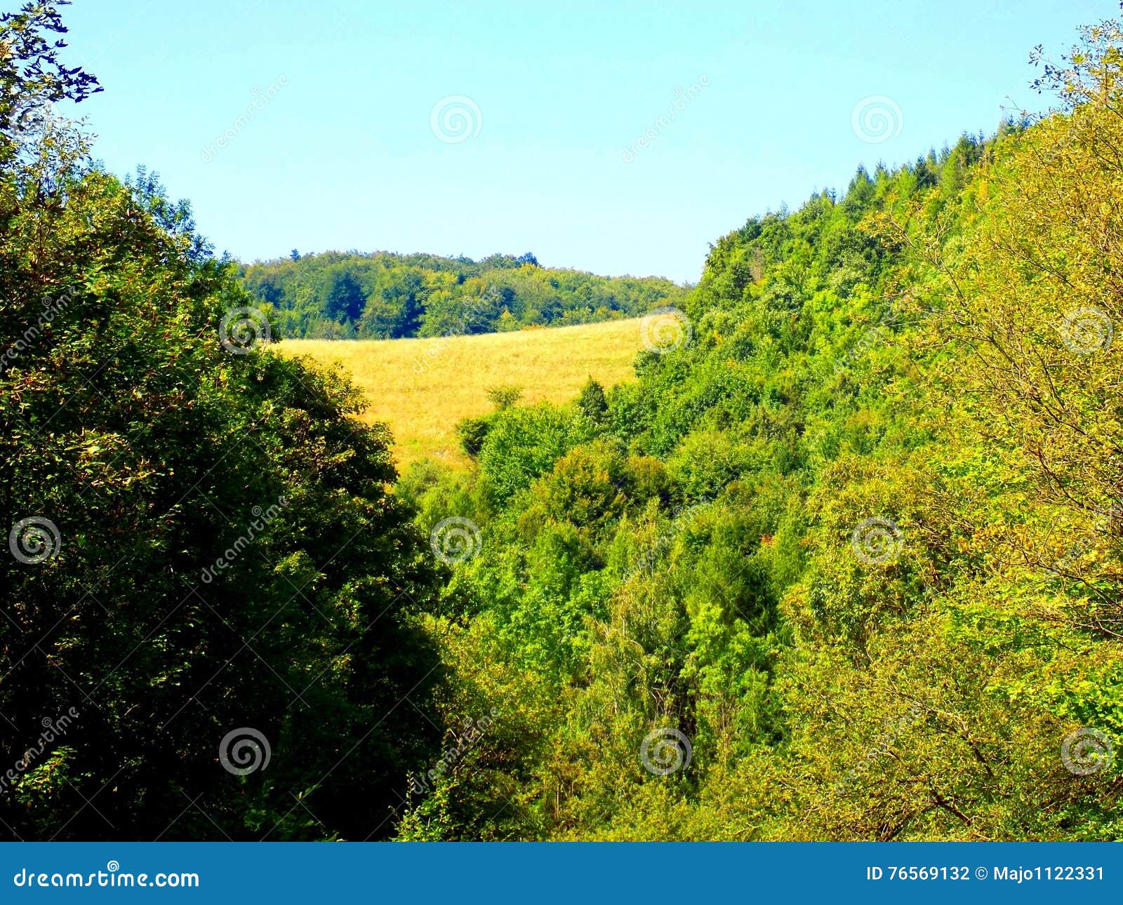 Deciduous forest landscape stock photo. Image of vegetation - 76569132