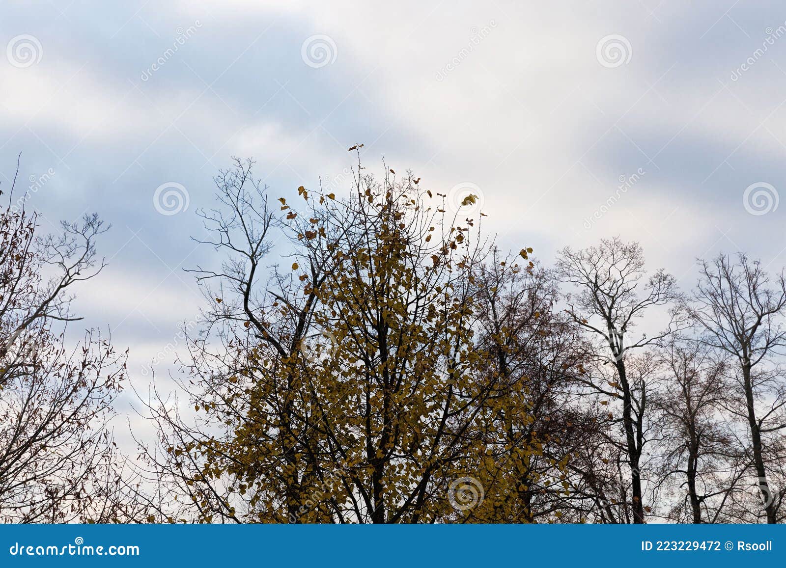 Deciduous Forest during Leaf Fall Stock Photo - Image of define ...