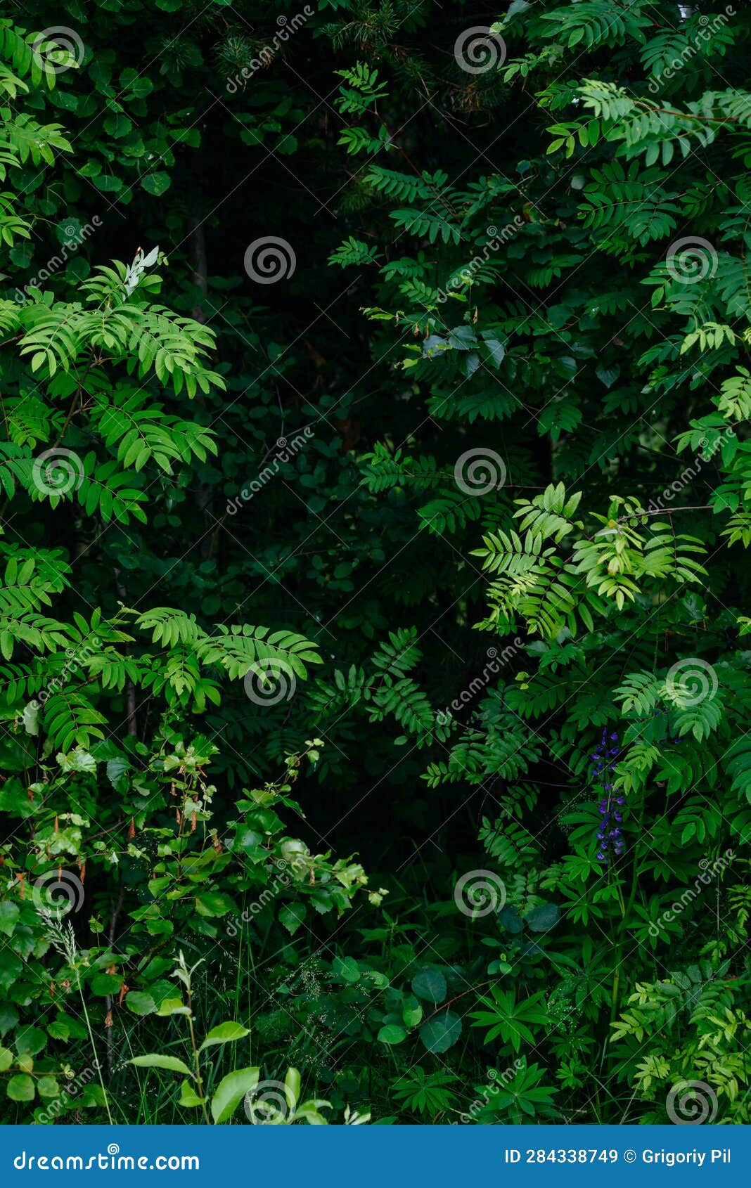 Deciduous Forest in the Middle of Summer Close-up Stock Image - Image ...
