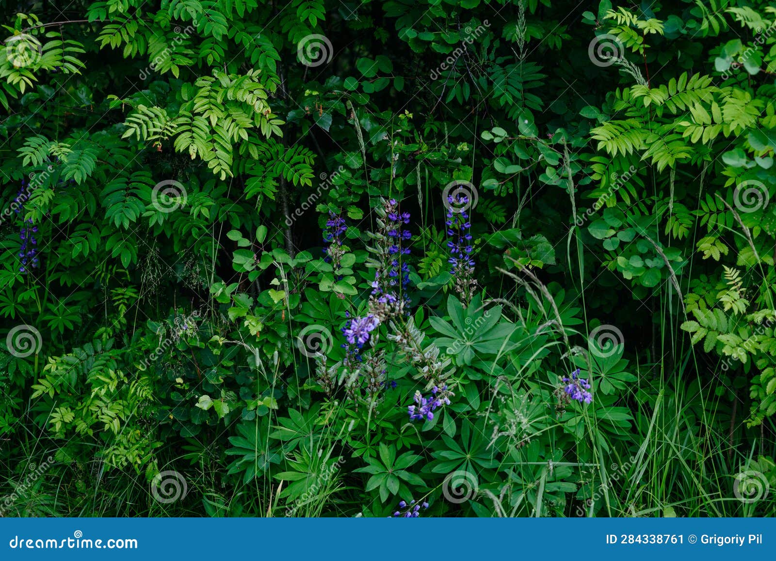 Deciduous Forest in the Middle of Summer Close-up Stock Image - Image ...