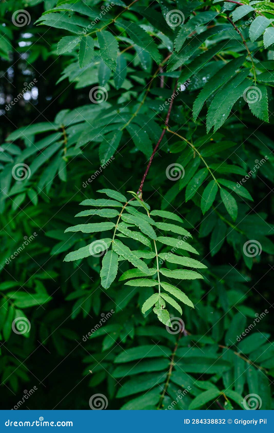 Deciduous Forest in the Middle of Summer Close-up Stock Photo - Image ...