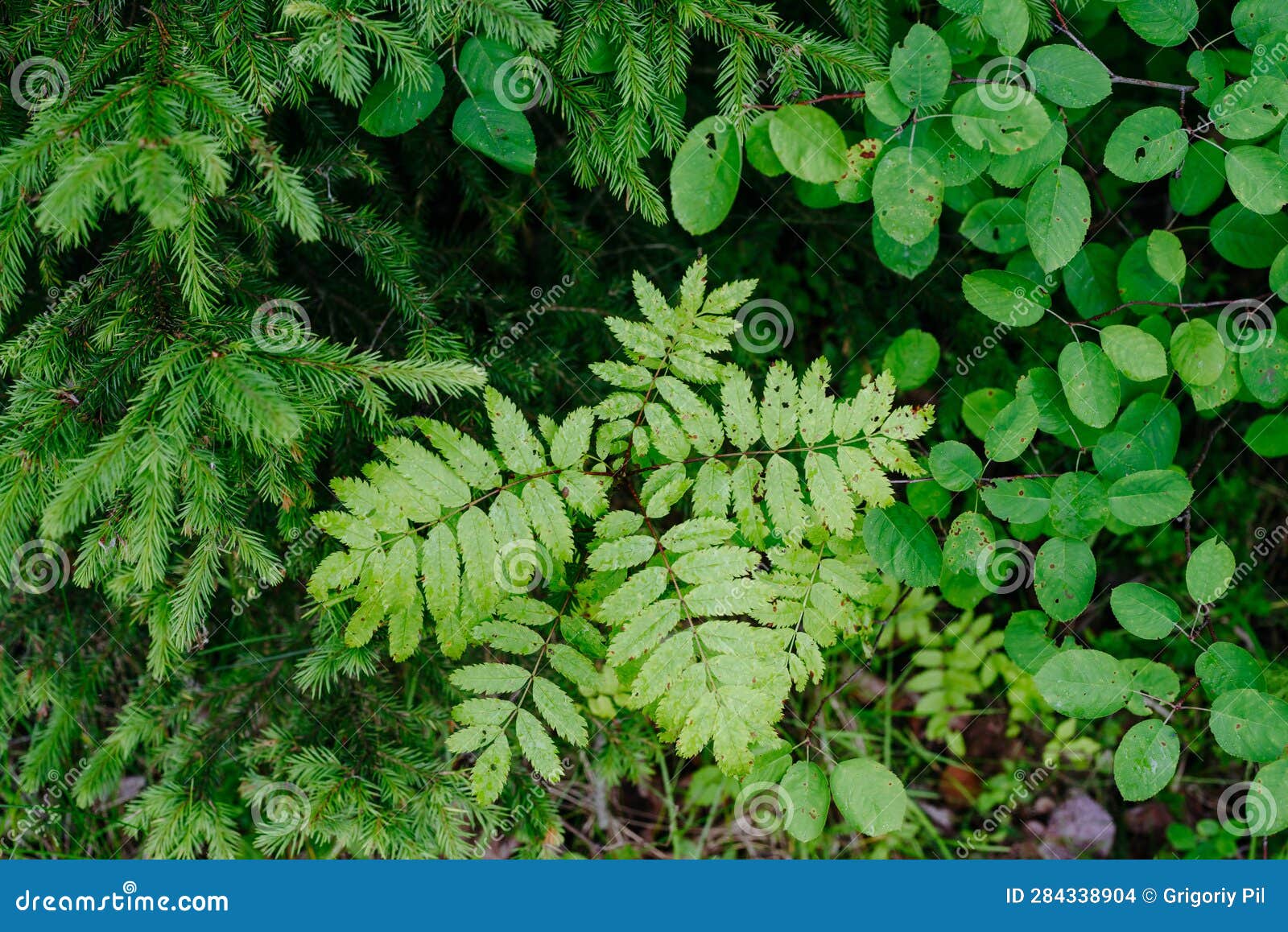 Deciduous Forest in the Middle of Summer Close-up Stock Photo - Image ...